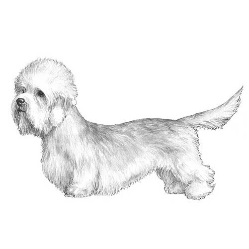 Dandie Dinmont Terriers