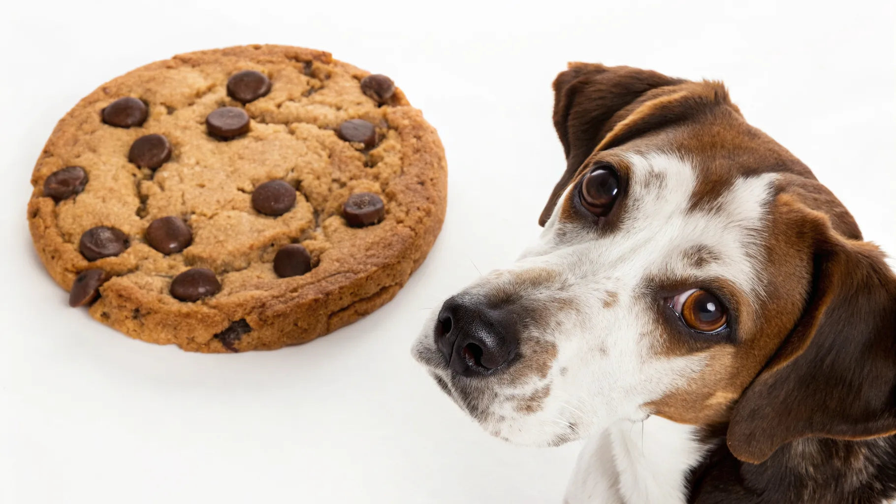 Can a Chocolate Chip Cookie Kill a Dog? Understanding Chocolate ...