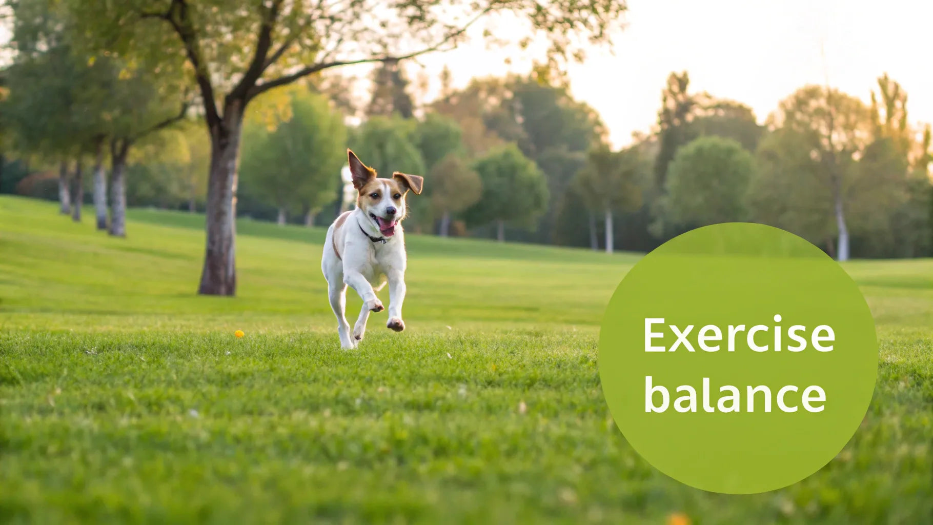 Can a Dog Get Too Much Exercise? Understanding the Balance for Your Furry Friend | Houndsy
