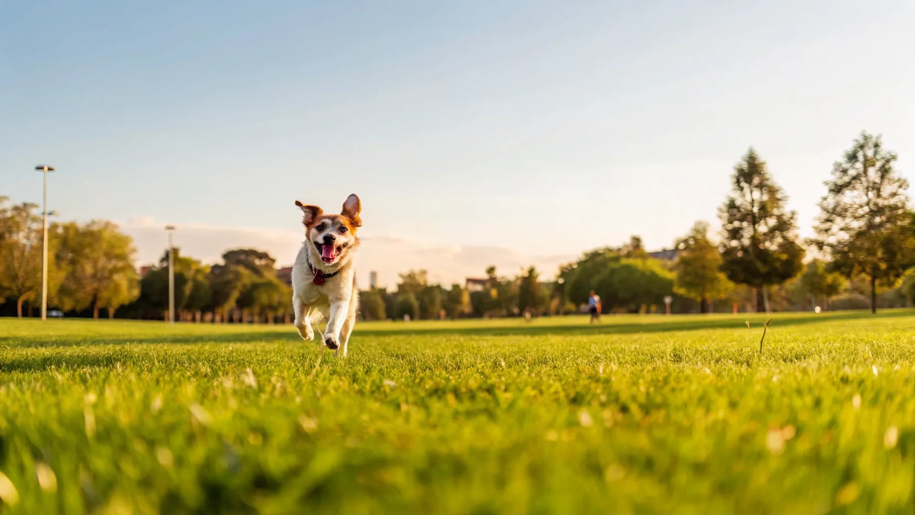 Do Dogs Need Exercise? Understanding Your Furry Friend's Requirements | Houndsy