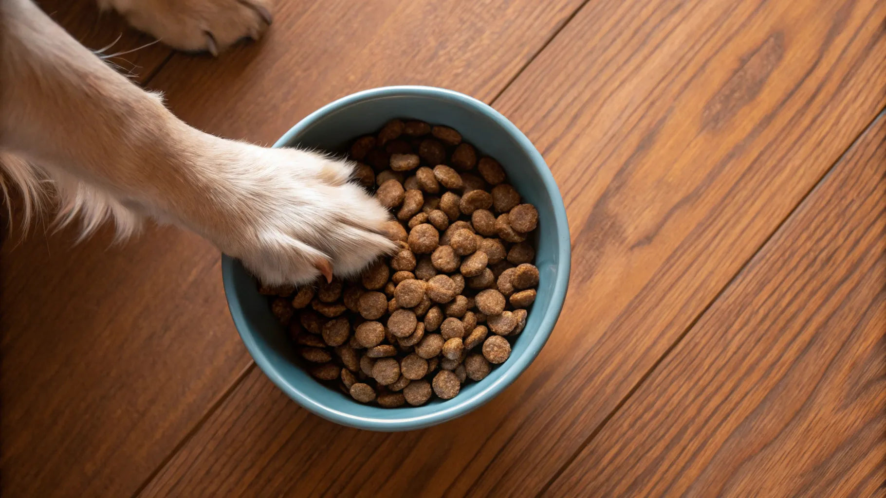How to Soften Kibble for Older Dogs: A Comprehensive Guide | Houndsy