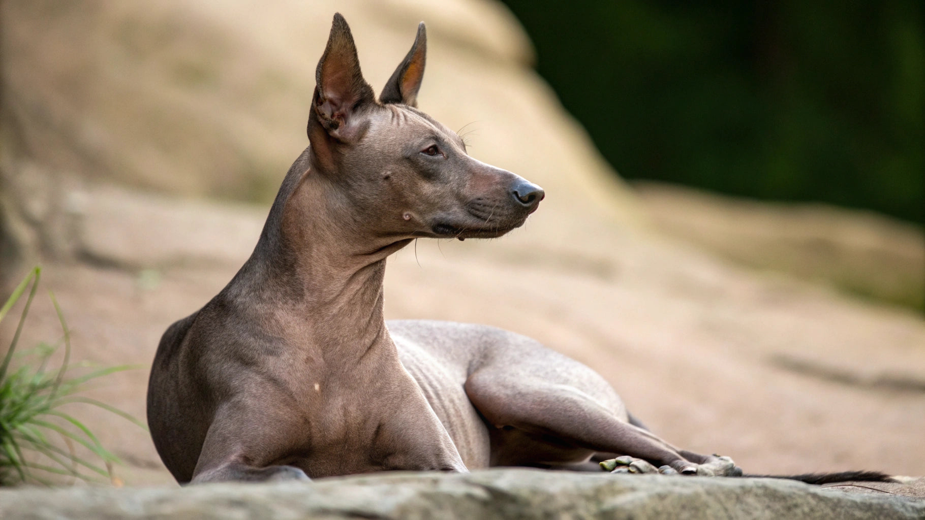 Understanding Xoloitzcuintli Health Problems: A Comprehensive Guide for Pet Owners | Houndsy