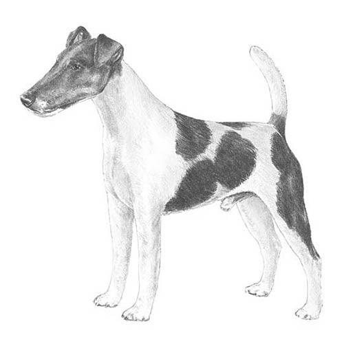 Smooth Fox Terriers