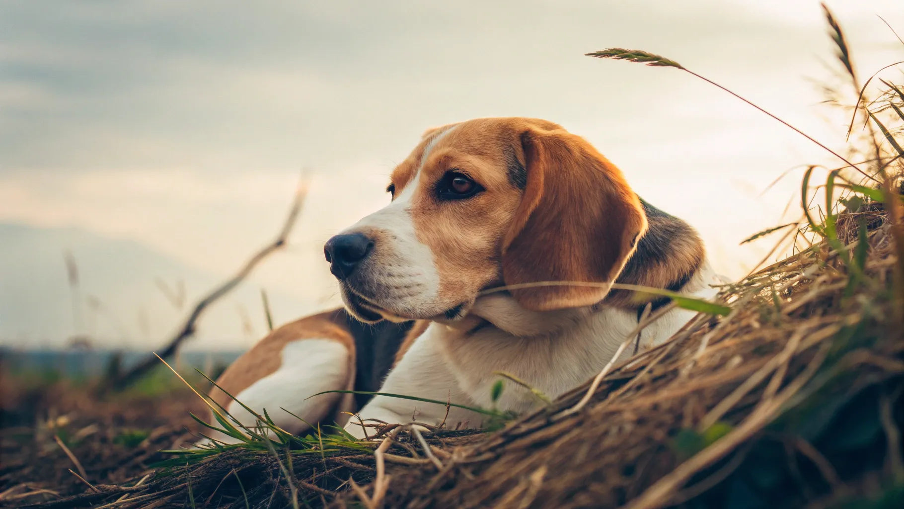Can a Dog Eat Spicy Food? Understanding the Risks and Why It's Better ...