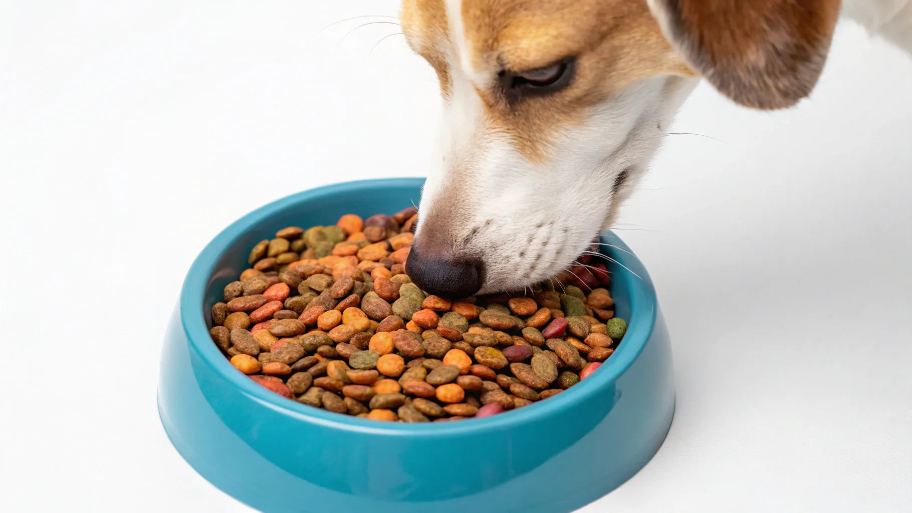 Can Dogs Eat Betta Fish Food? Understanding Pet Nutrition Across ...