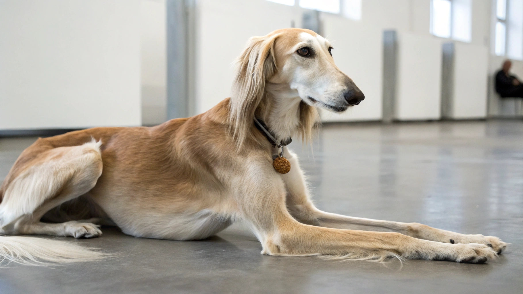 Can Dogs Eat Pizza? Understanding the Risks and Alternatives for Your ...