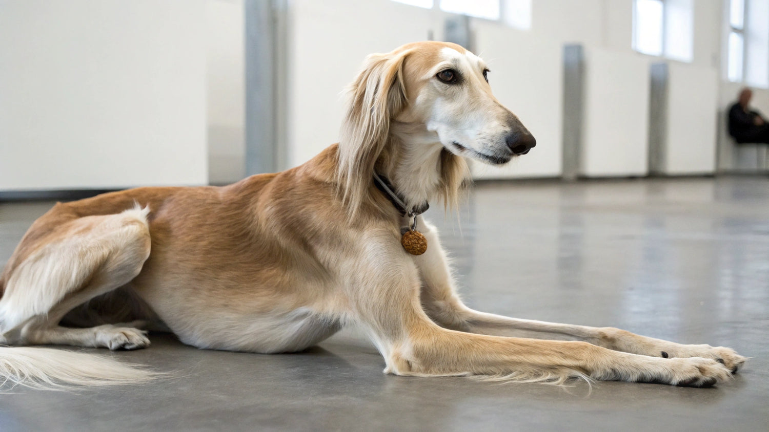 Can Dogs Eat Pizza? Understanding the Risks and Alternatives for Your ...