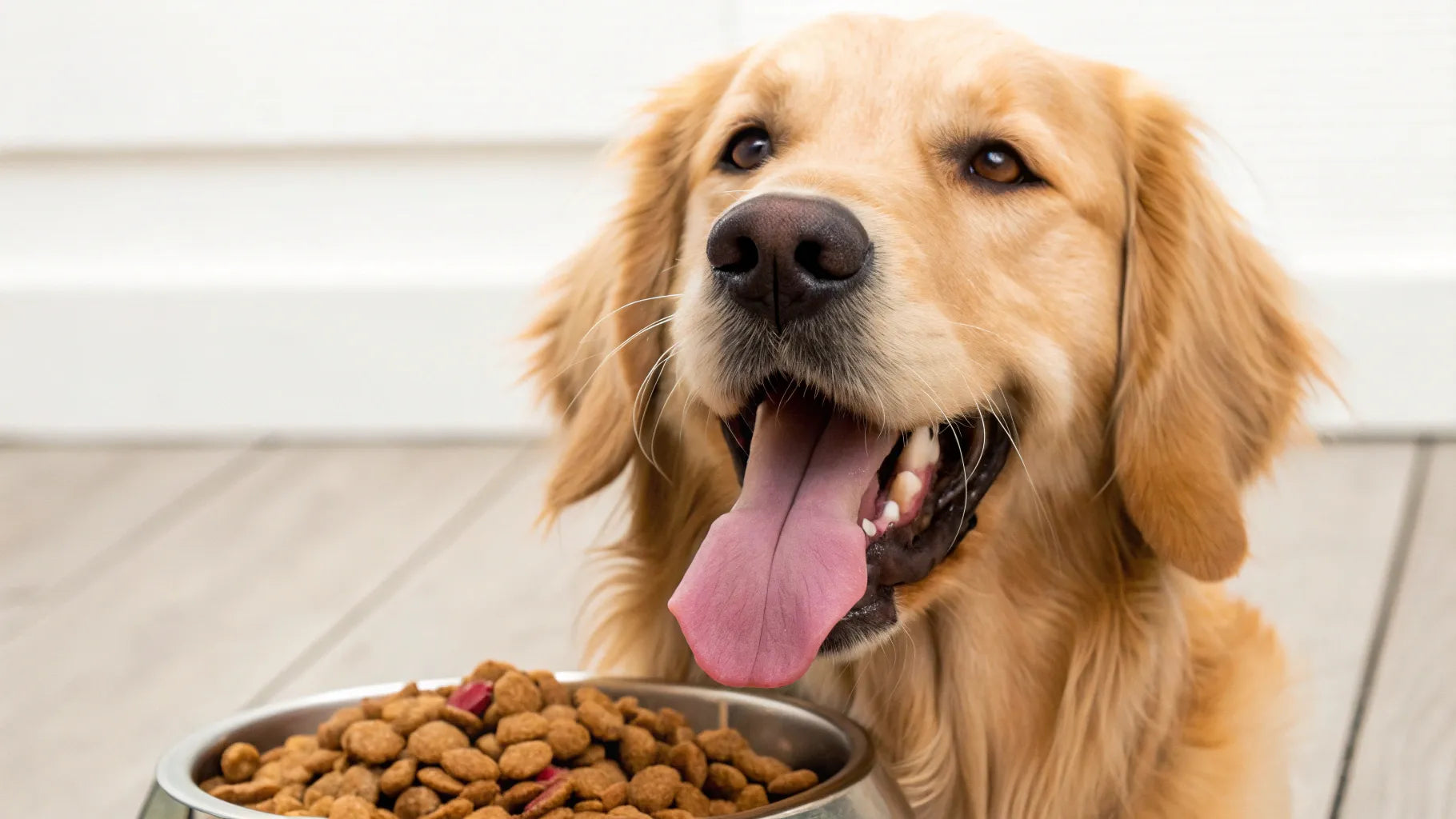 Can Dogs with No Teeth Eat Hard Food? Exploring Feeding Options for ...