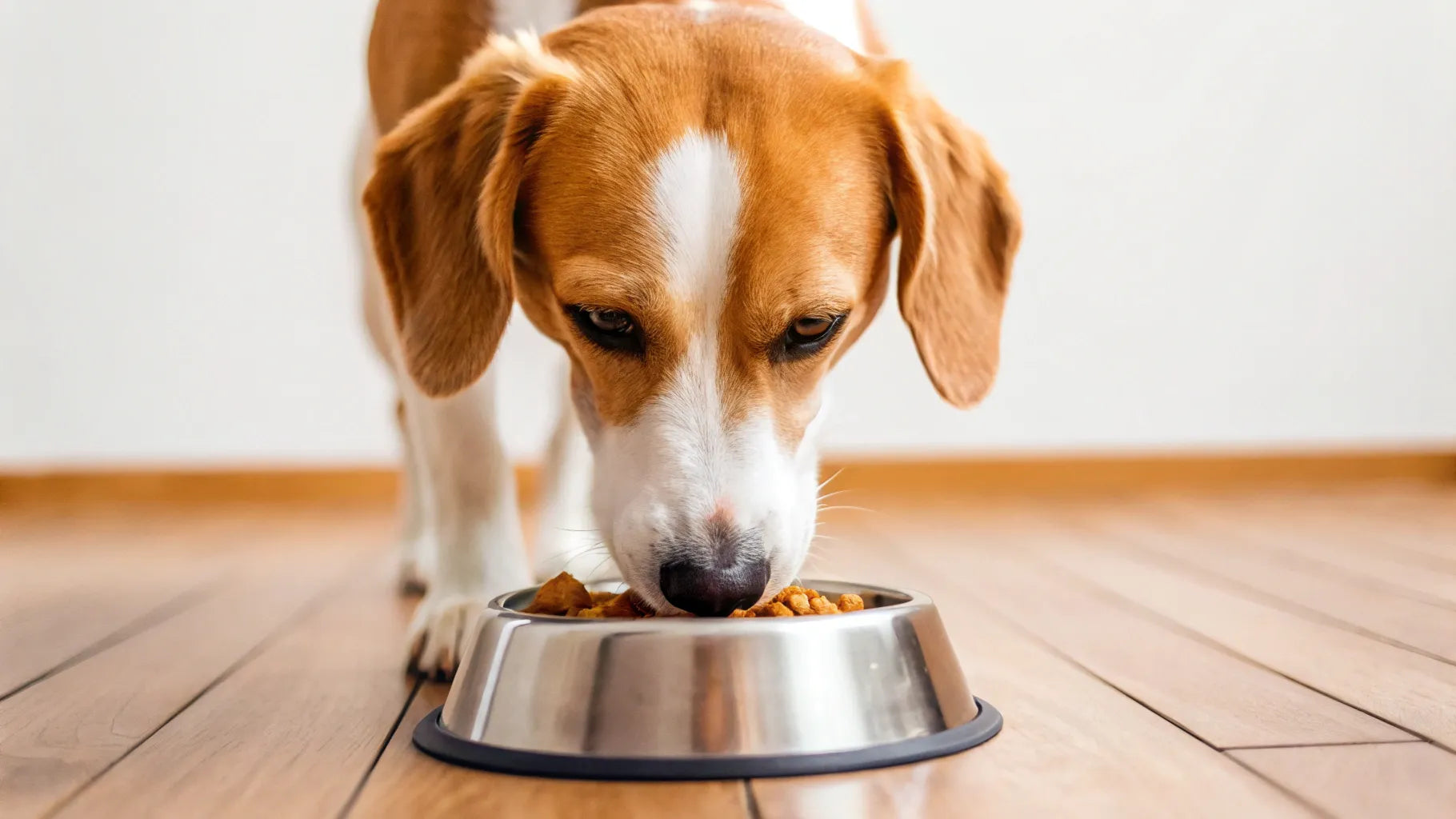 Can You Feed Your Dog Half Raw, Half Kibble? A Comprehensive Guide for ...