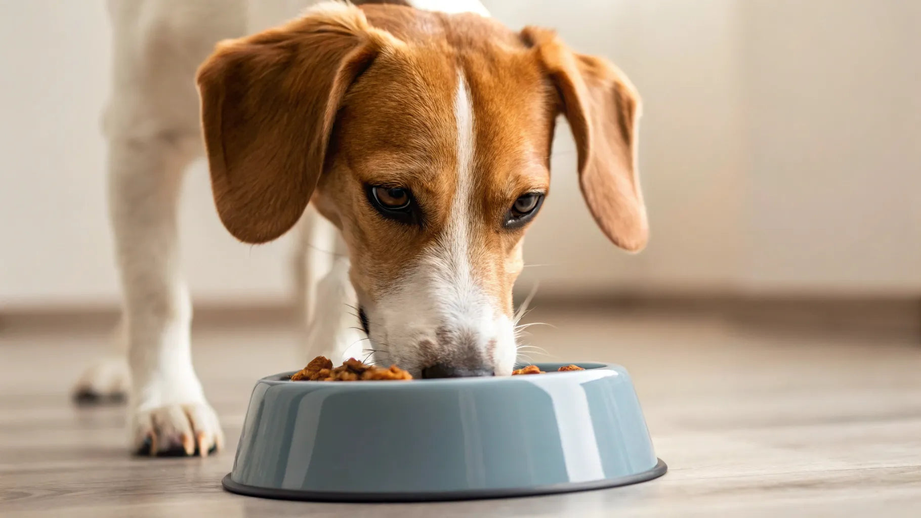 Do Dogs Eat Spicy Food? Understanding the Risks and Proper Feeding ...