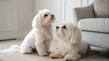 Exploring Golden Retriever Personality Traits: What Makes Them So ...