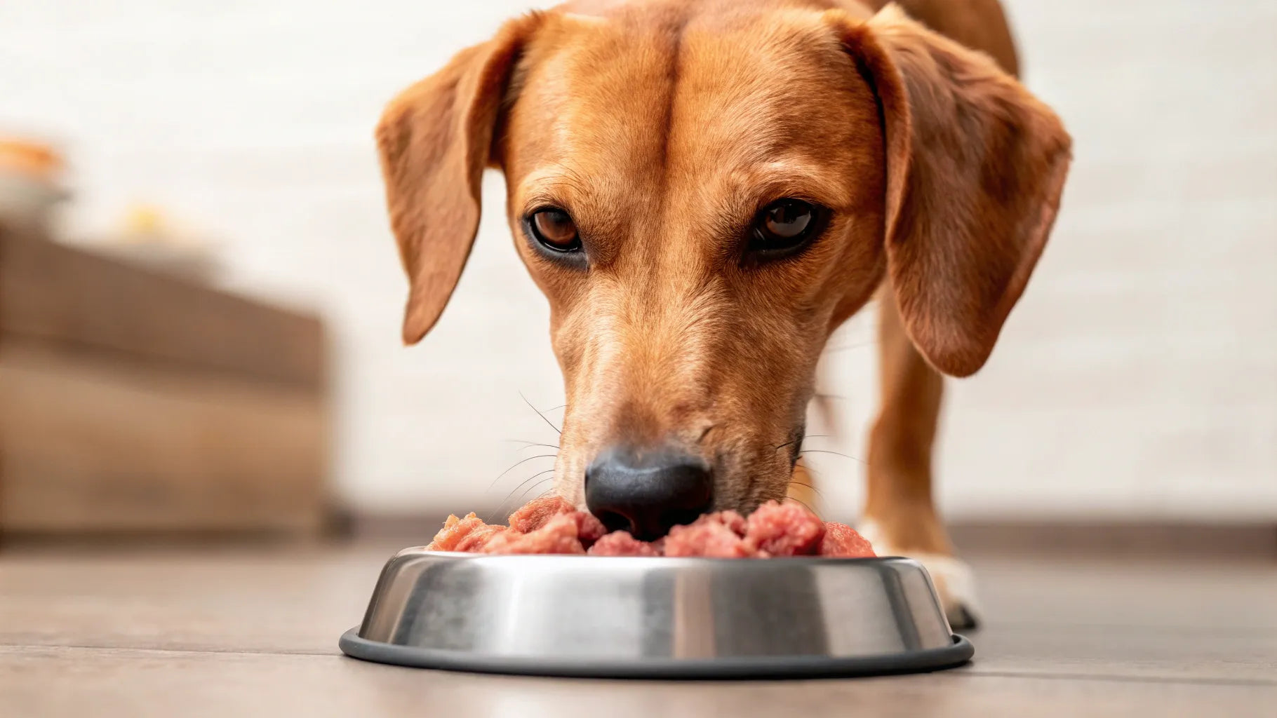 How Can Dogs Eat Raw Food: A Comprehensive Guide to Raw Feeding for ...