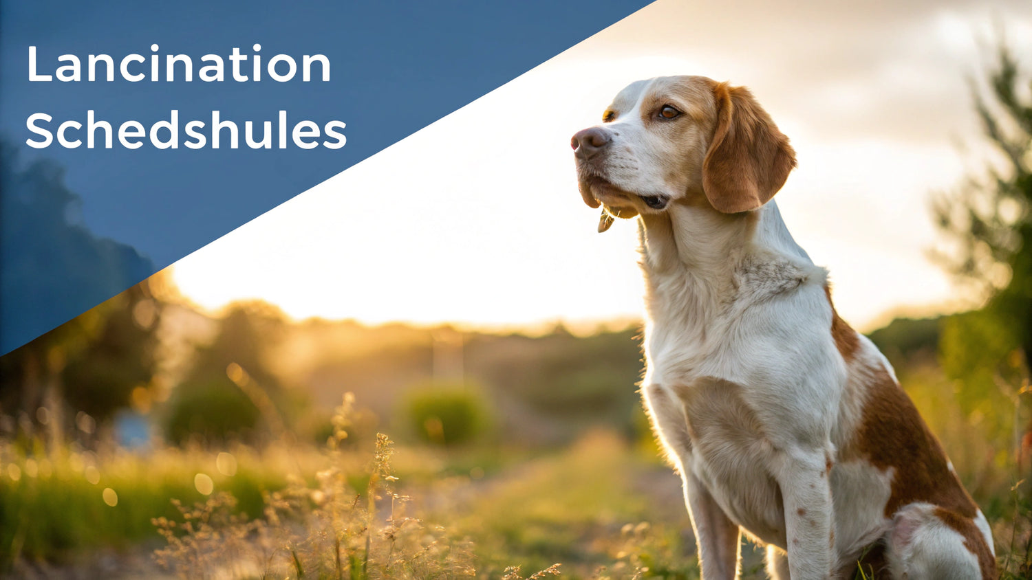 How Long Does Bordetella Vaccine Last for Dogs? Understanding ...