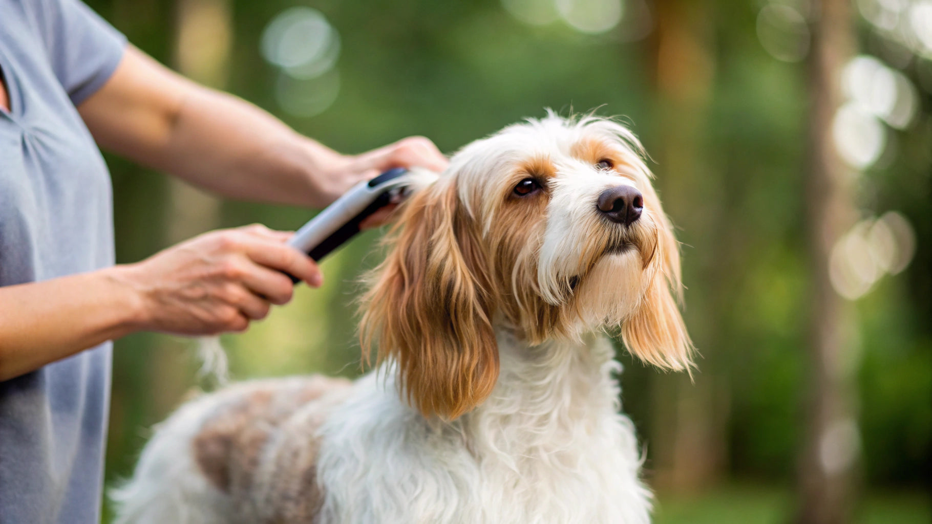 How Long Does Dog Grooming Take? Understanding the Time Commitment for ...