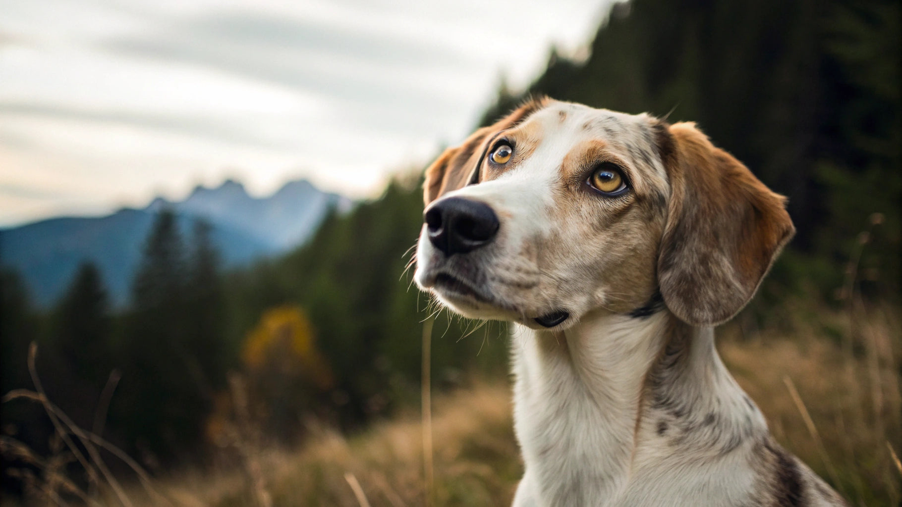 How Long is a Dog's Memory? Understanding Your Furry Friend's Cognitive Abilities | Houndsy