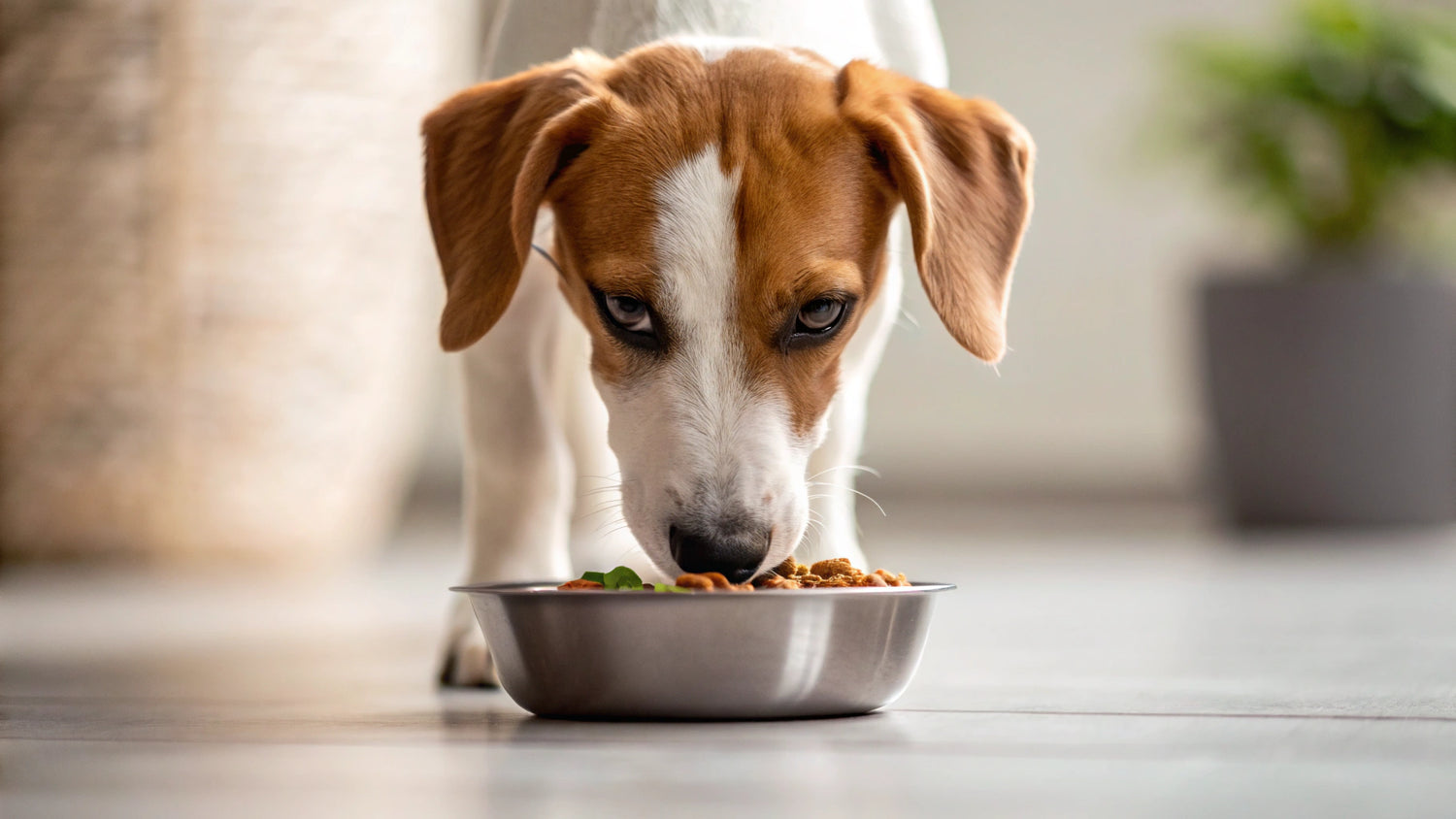 How Many Calories Should a 90 lb Dog Eat? A Comprehensive Guide for Dog Owners | Houndsy