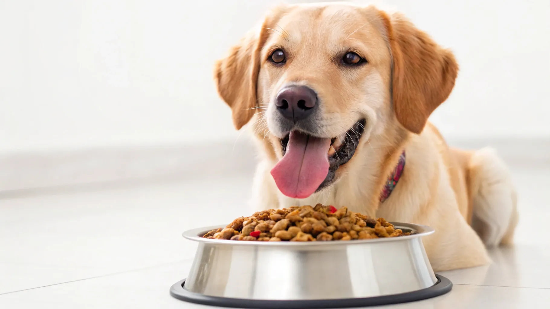 How Much Wet Food to Feed a Dog Per Day: A Comprehensive Guide for ...