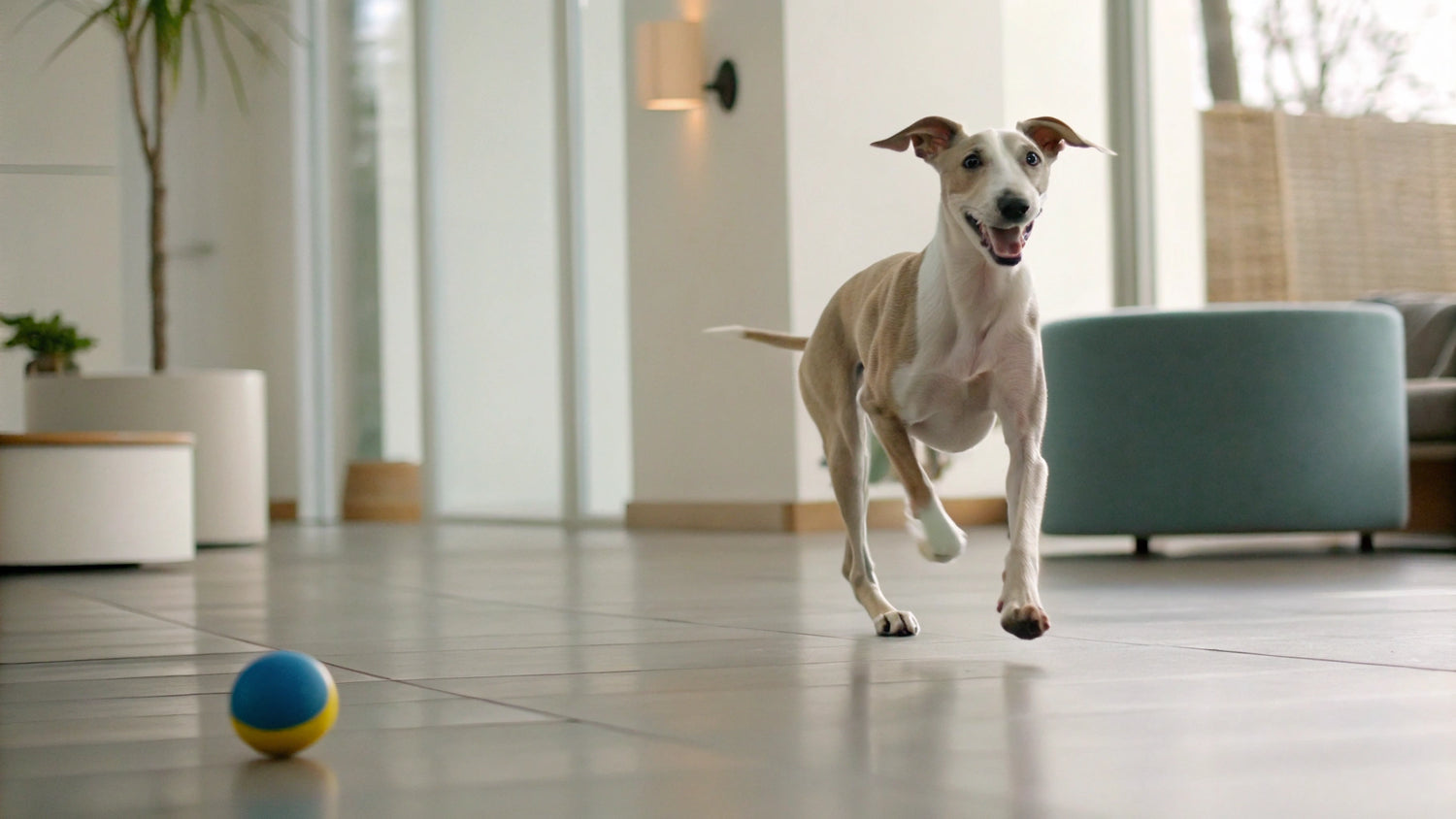 How to Care for a Dog with Heart Murmur: A Comprehensive Guide for Pet ...