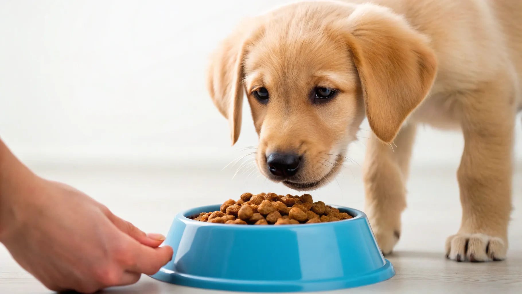 How to Feed a Puppy with Dog Food: A Comprehensive Guide for New Pet ...
