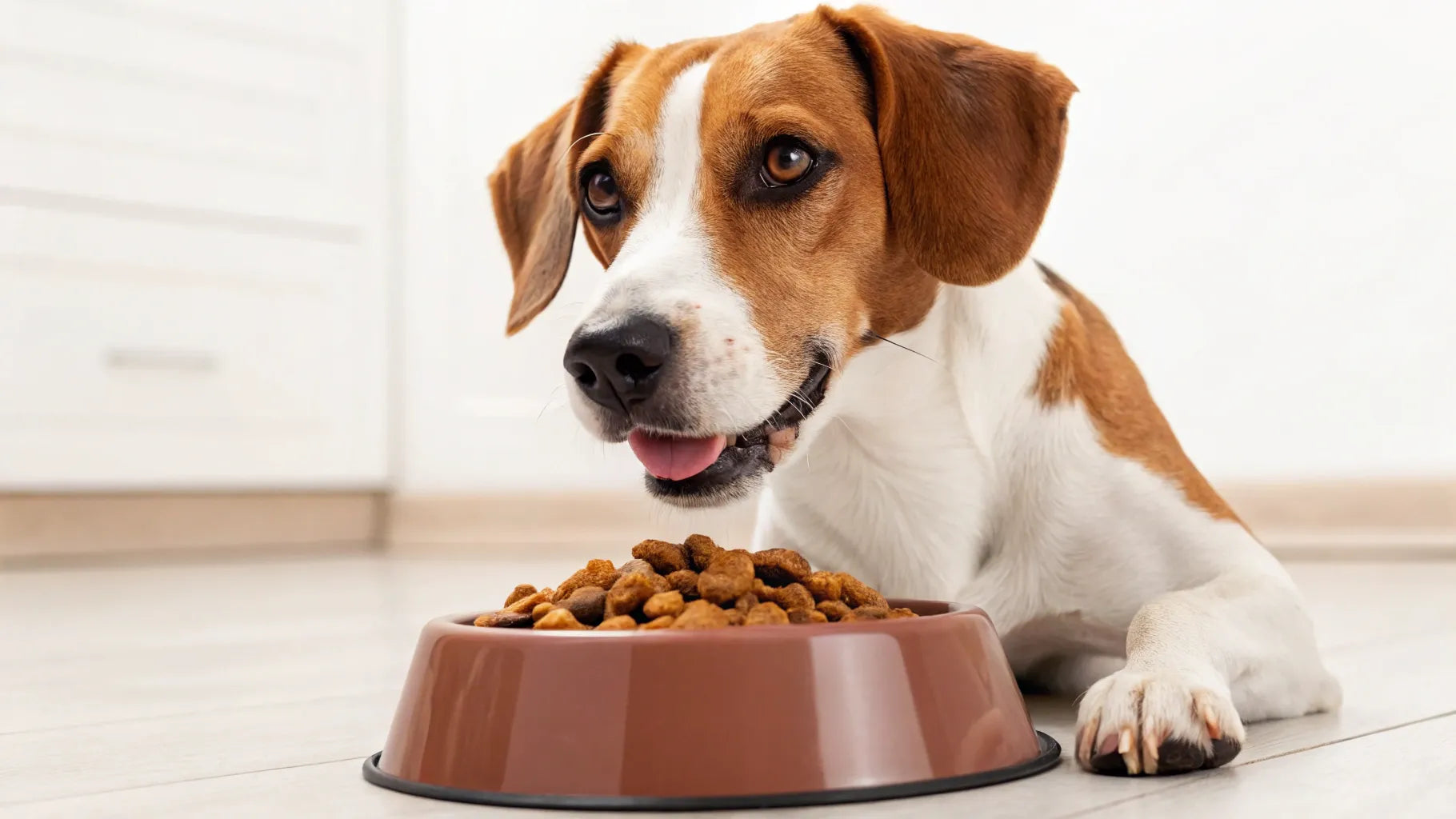 How to Feed Kibble to Dogs: Elevating Your Dog Feeding Experience | Houndsy