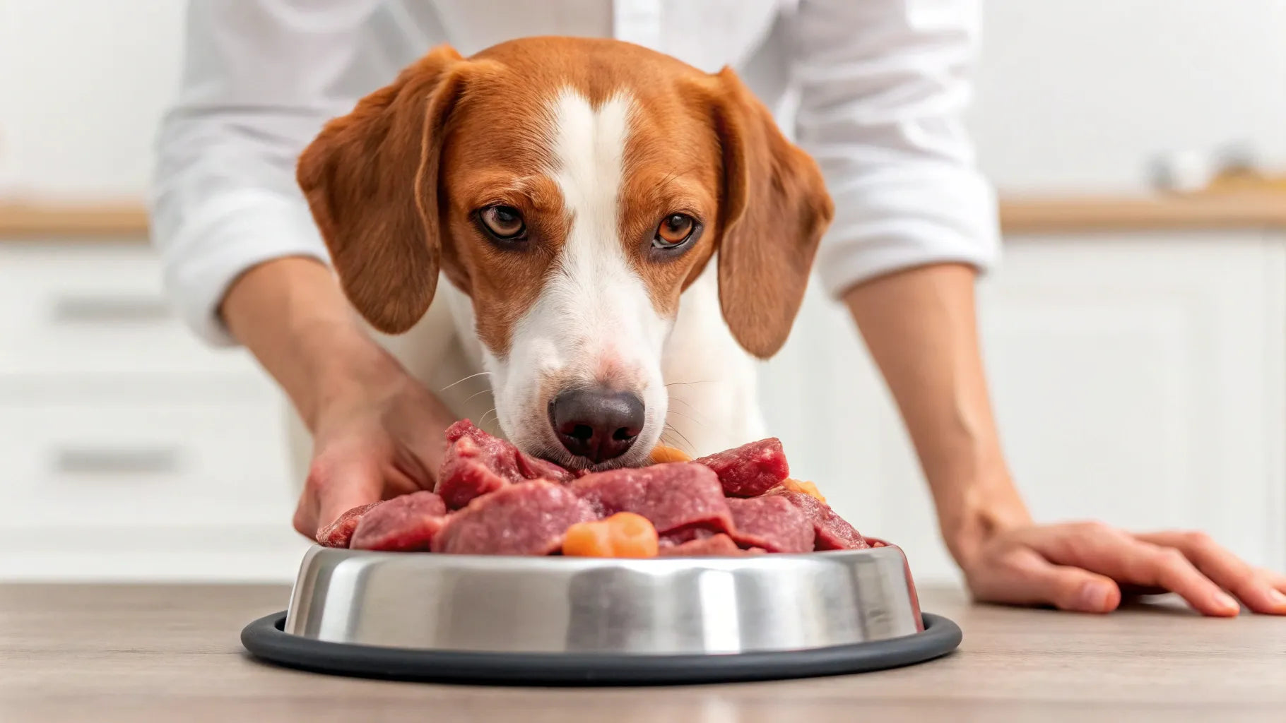 How to Start Feeding Your Dog Raw Food: A Comprehensive Guide for Pet ...