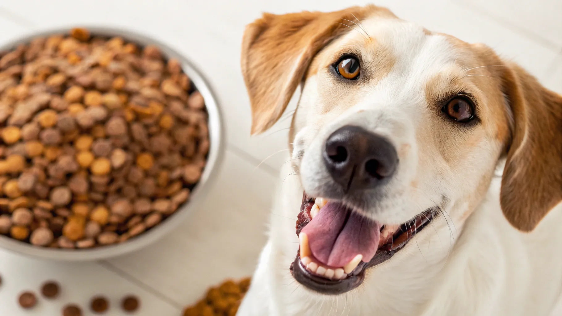 Is Large Kibble Better for Dogs' Teeth? Exploring the Impact of Kibble ...