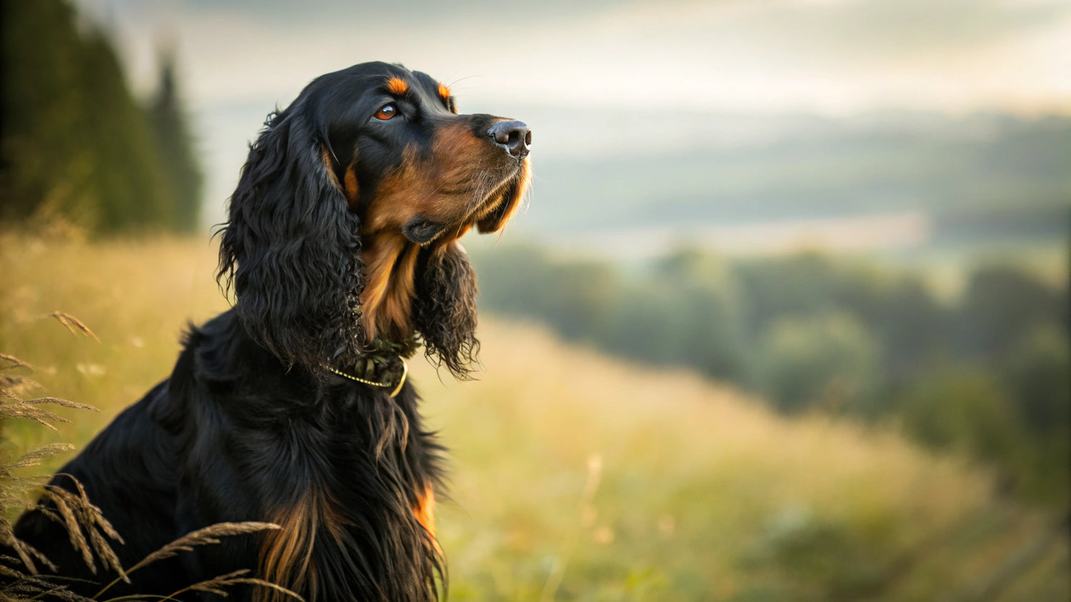 Understanding Gordon Setter Health Problems: A Comprehensive Guide for Pet Owners | Houndsy