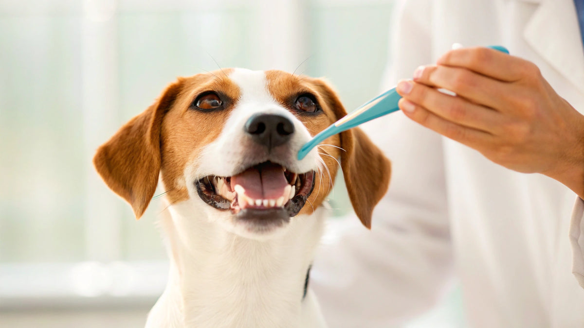 Understanding How Long Dog Teeth Cleaning Takes: A Comprehensive Guide ...