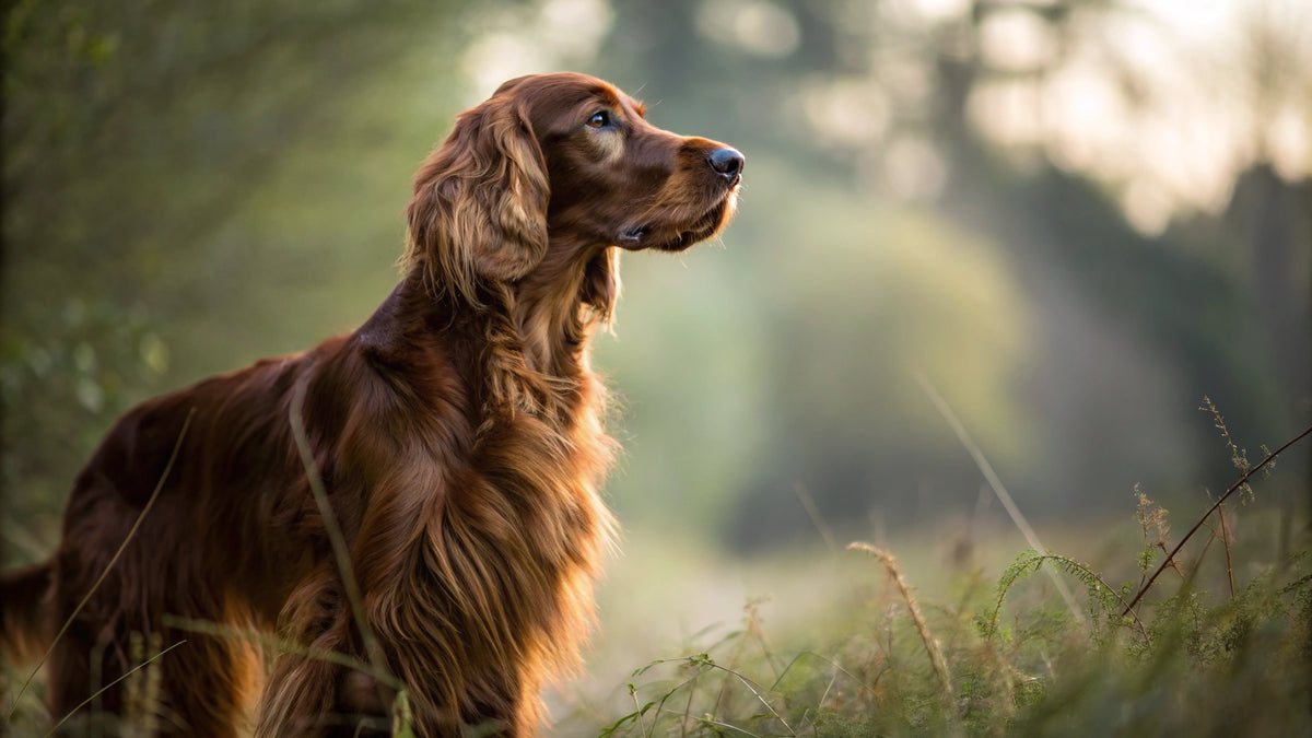 Understanding Irish Setter Personality Traits: A Comprehensive Guide ...