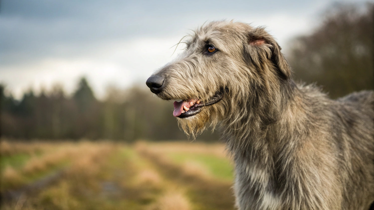 Understanding Irish Wolfhound Temperament: The Gentle Giants of the Dog ...
