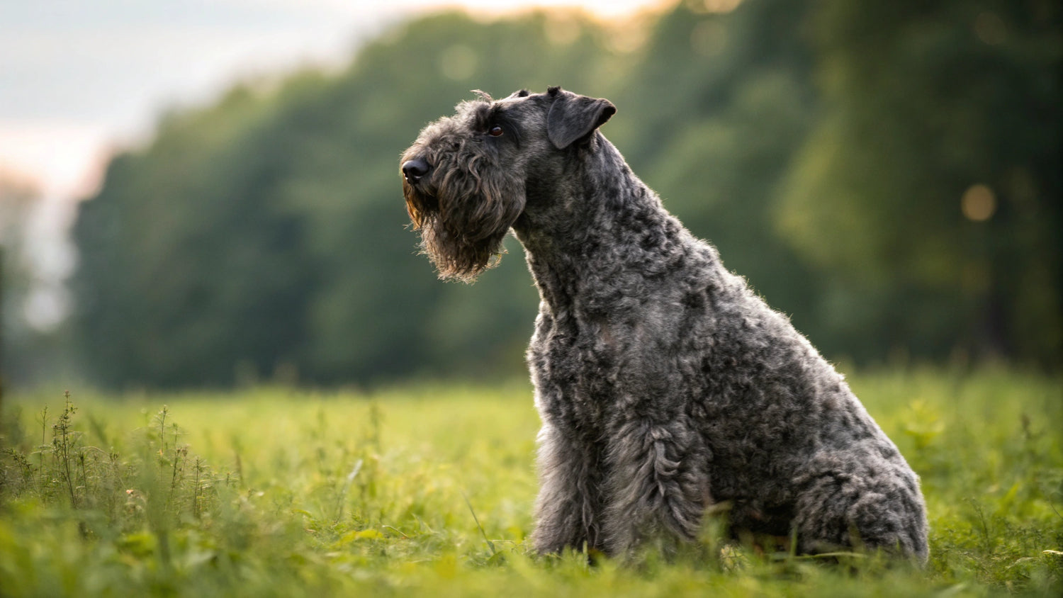 Understanding Kerry Blue Terrier Temperament: A Comprehensive Guide ...