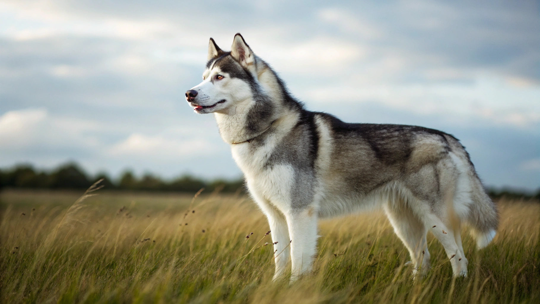 Understanding Siberian Husky Health Problems: A Comprehensive Guide for ...