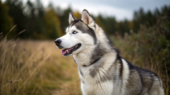 Understanding Siberian Husky Personality Traits: A Comprehensive Guide ...