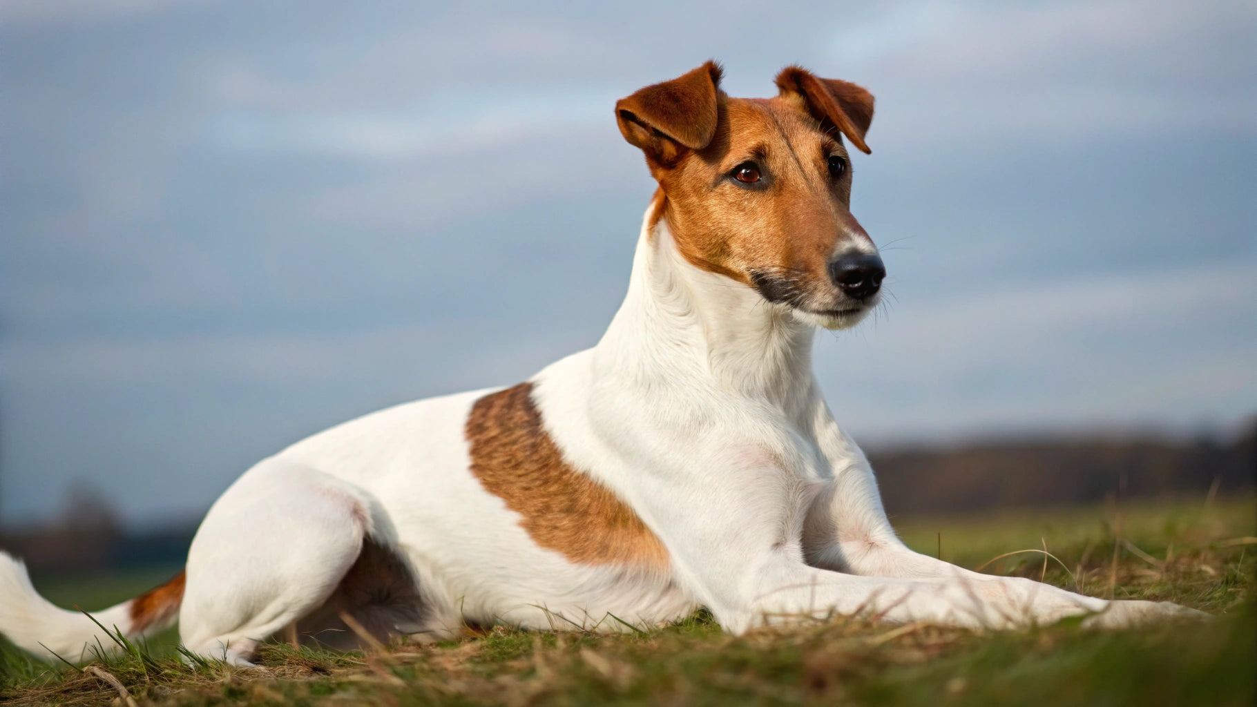 Understanding Smooth Fox Terrier Health Problems: A Comprehensive Guide for Pet Owners | Houndsy