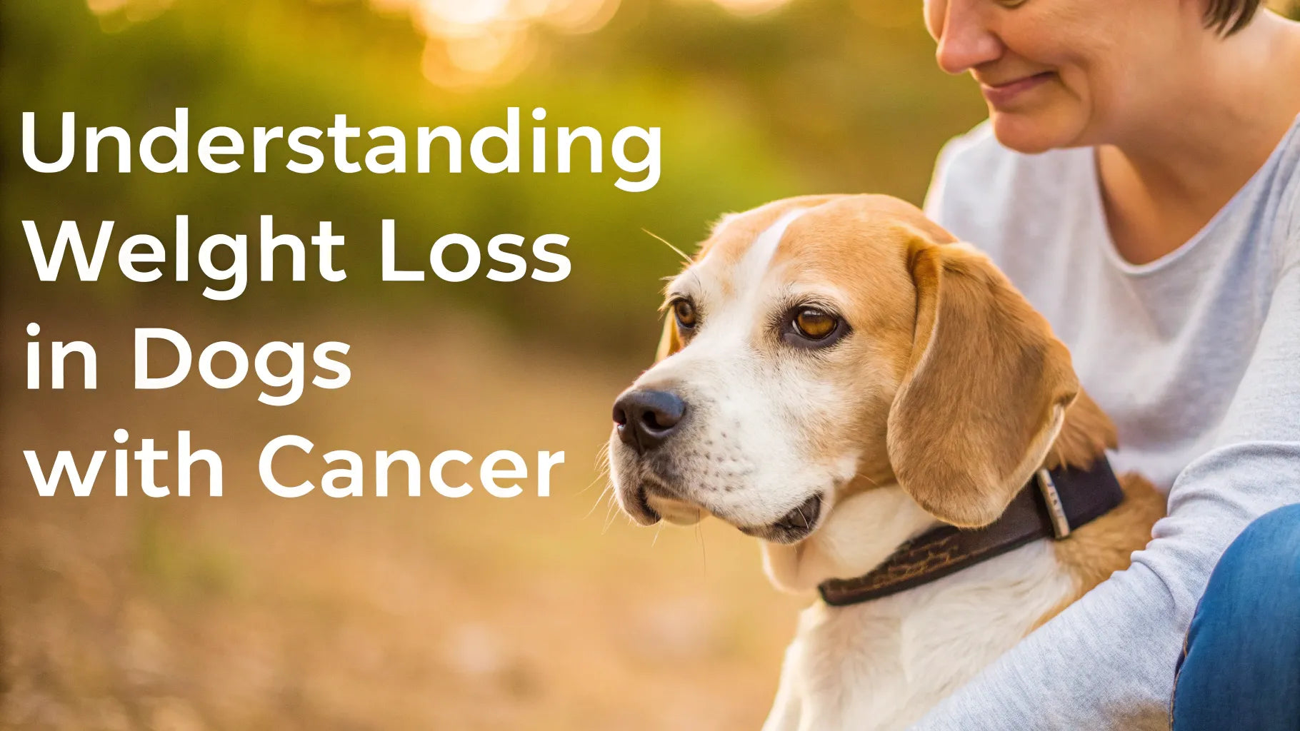 Do Dogs Lose Weight With Cancer? Managing Canine Cachexia