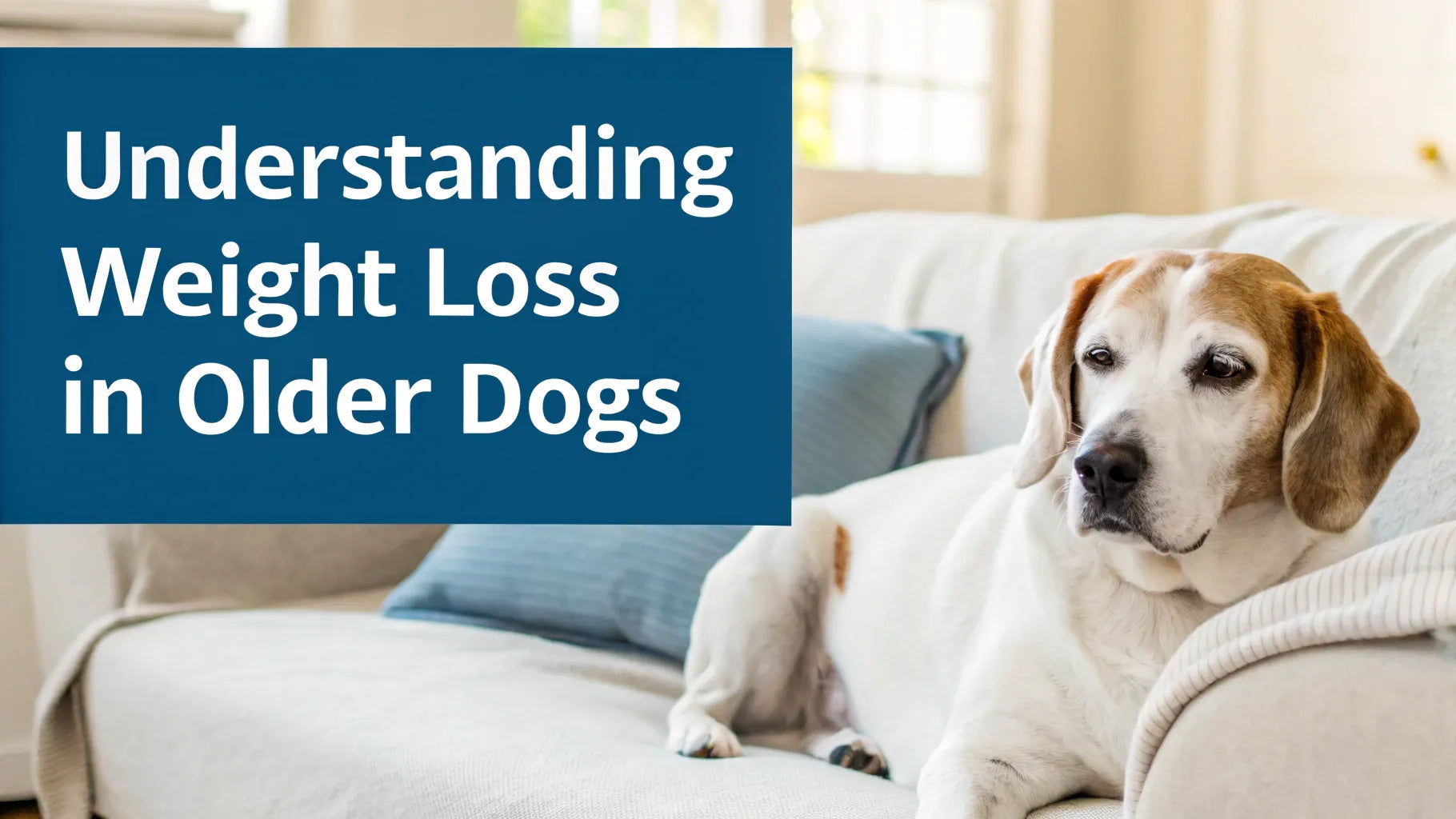 Understanding Weight Loss in Older Dogs: Causes and Solutions | Houndsy