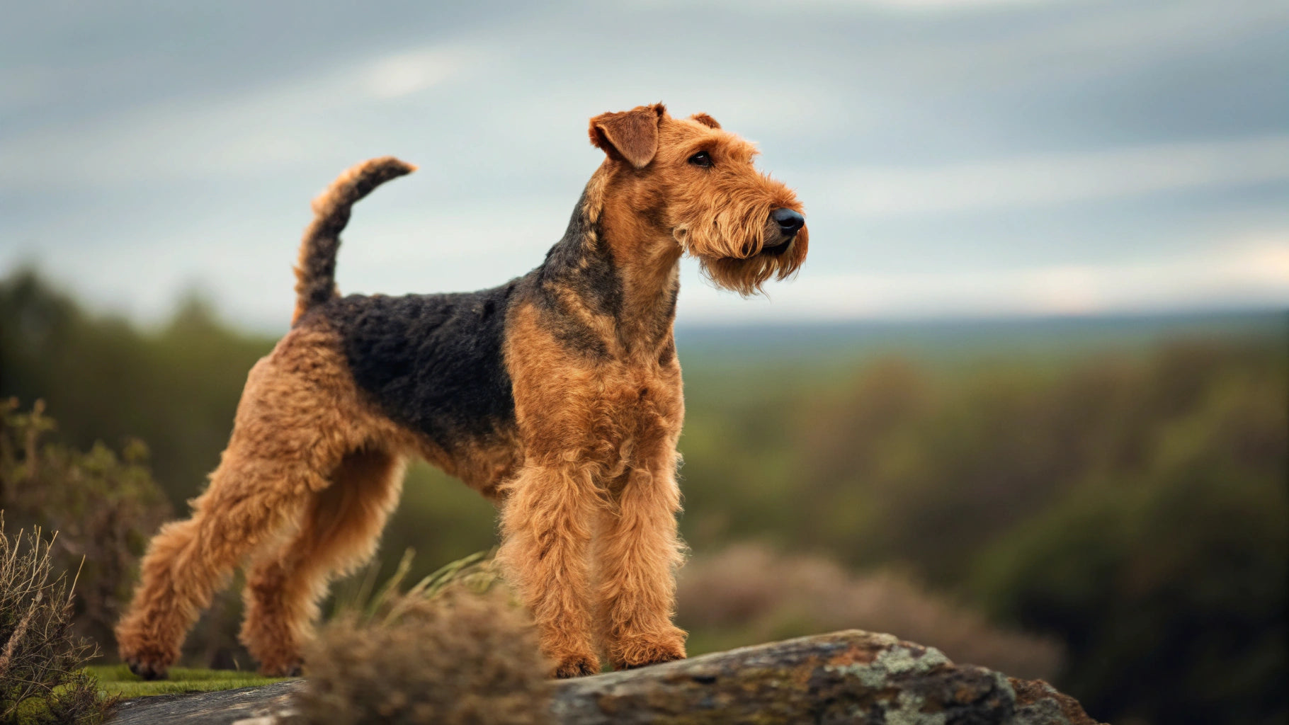 Understanding Welsh Terrier Temperament: An In-Depth Guide for Potential Owners | Houndsy