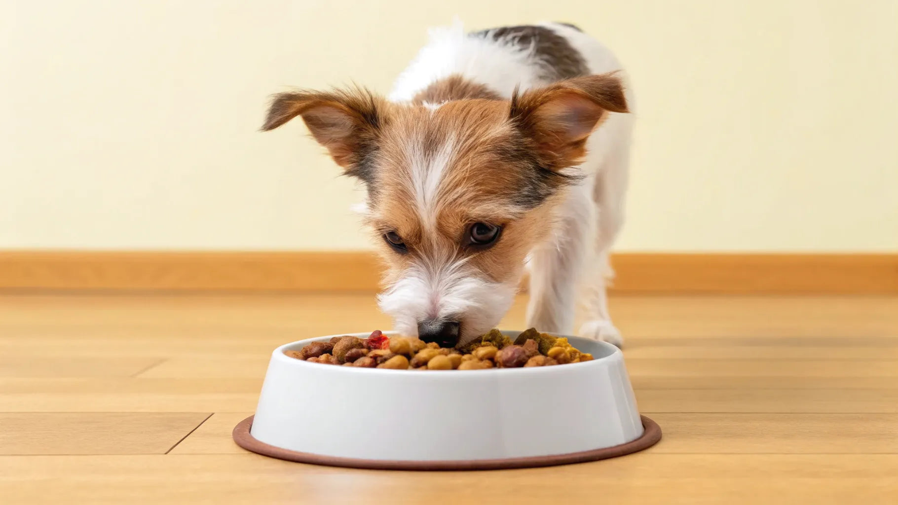 Understanding What is the Best Puppy Food for Small Dogs: A ...