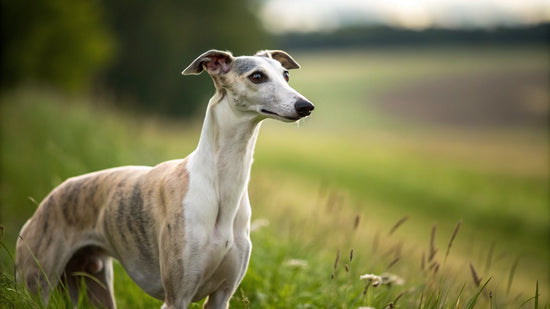 Understanding Whippet Temperament: The Perfect Companion for Your Home ...