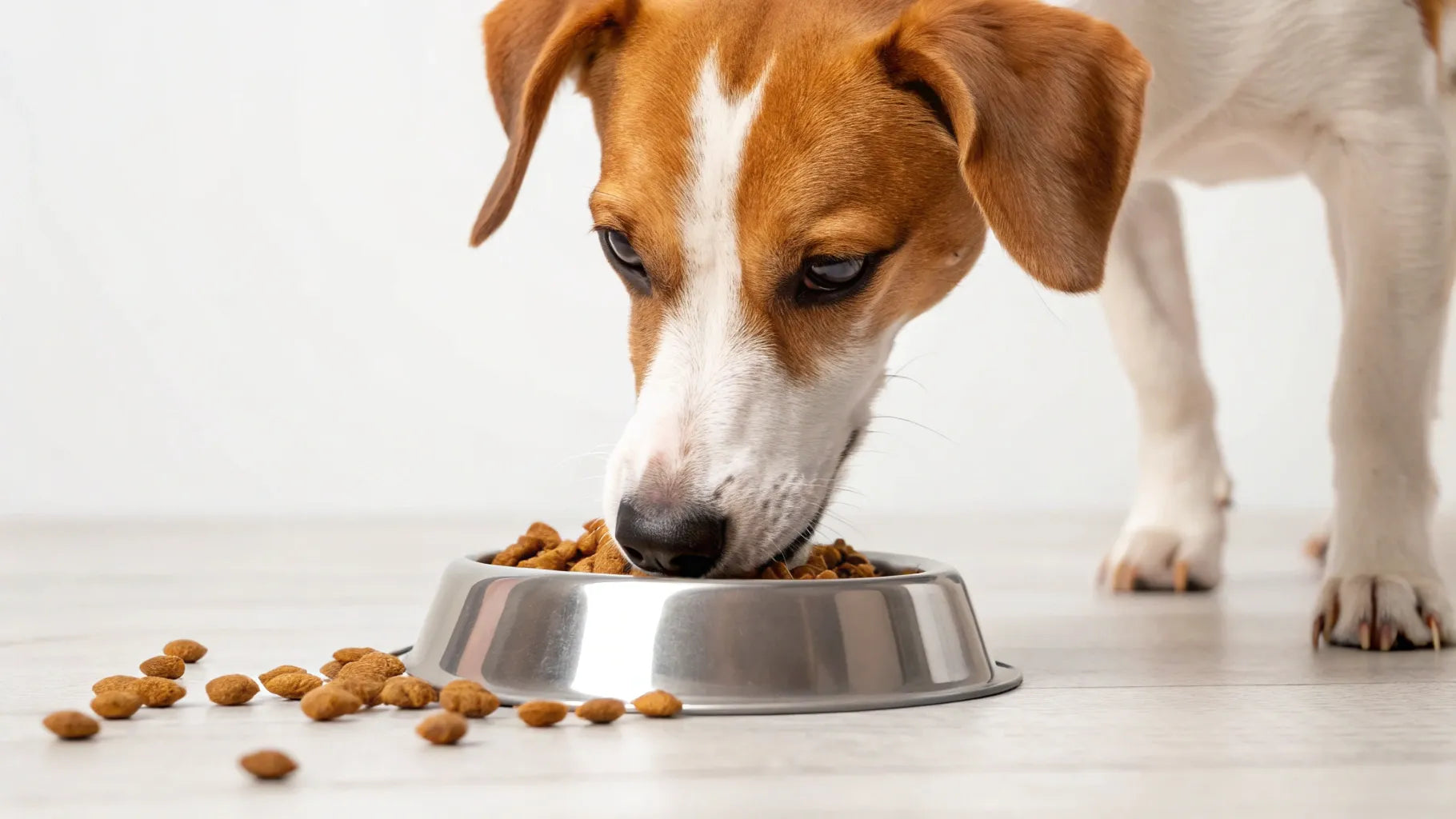 Why Does My Dog Spill Food? Causes & How to Stop It