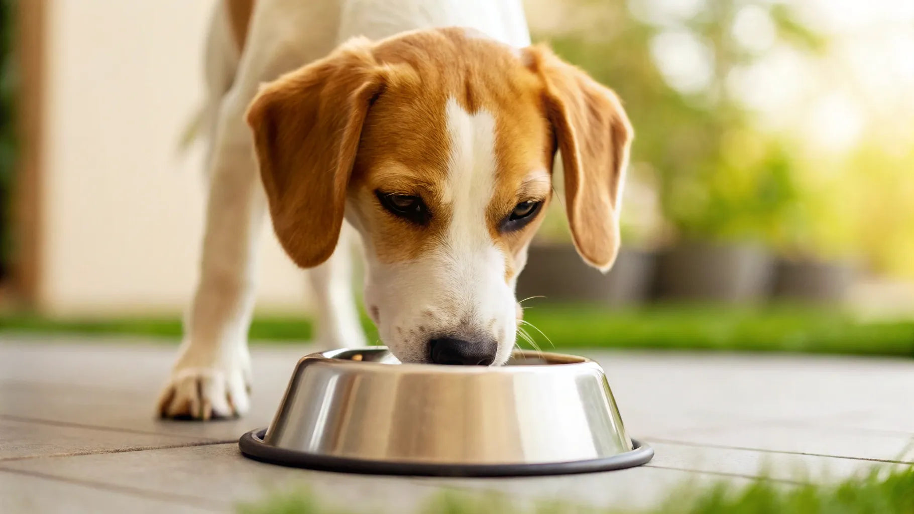 Understanding Why Dogs Try to Flip Their Food Bowls | Houndsy