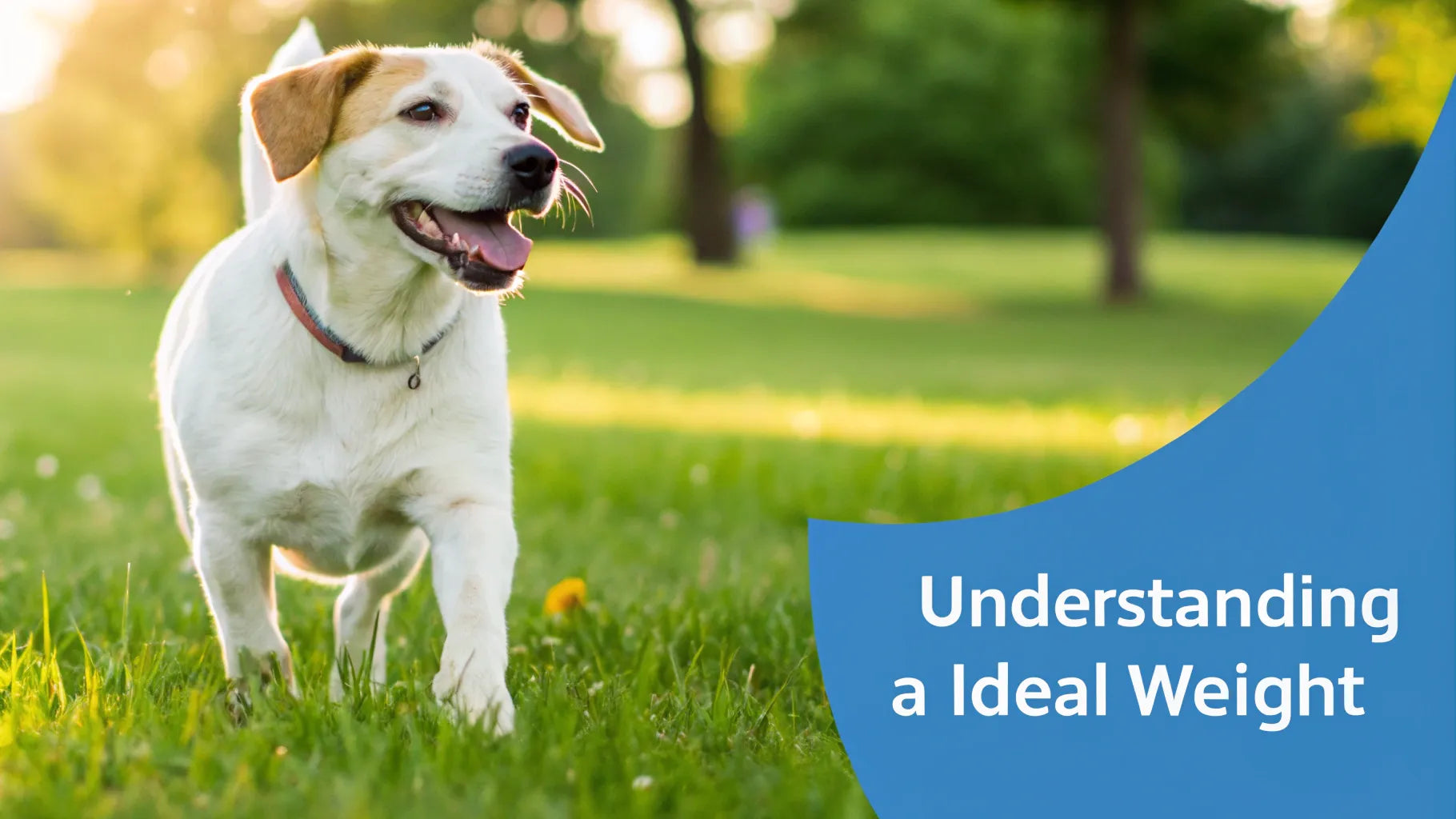 Understanding Your Dog's Ideal Weight: A Comprehensive Guide | Houndsy