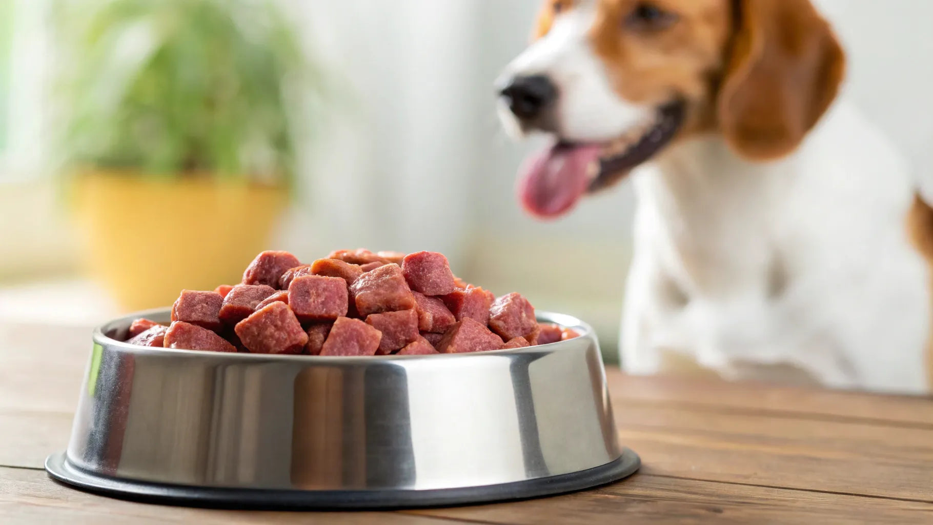 What is the Best Rated Raw Dog Food? A Comprehensive Guide for Pet ...