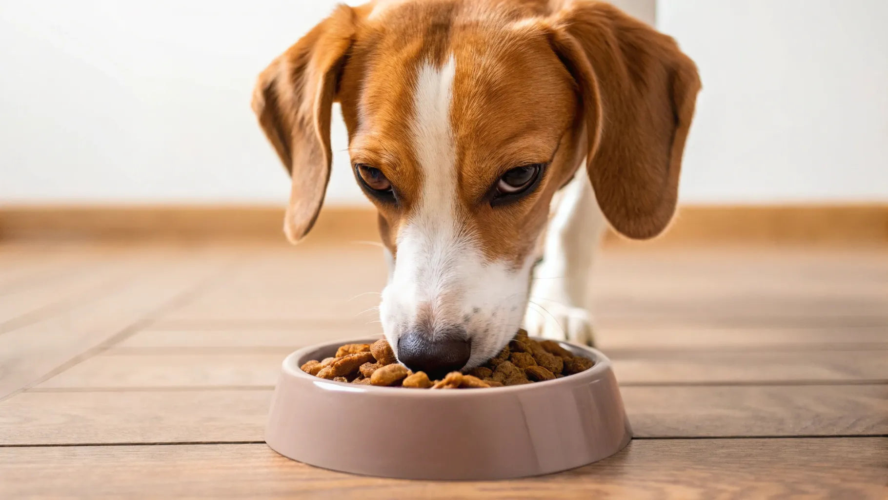 What is the Best Wet Food for a Dog? A Comprehensive Guide to ...