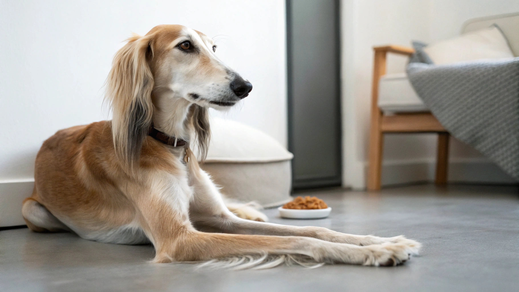 What Is Wet Dog Food? Understanding Its Benefits and How to Choose the ...