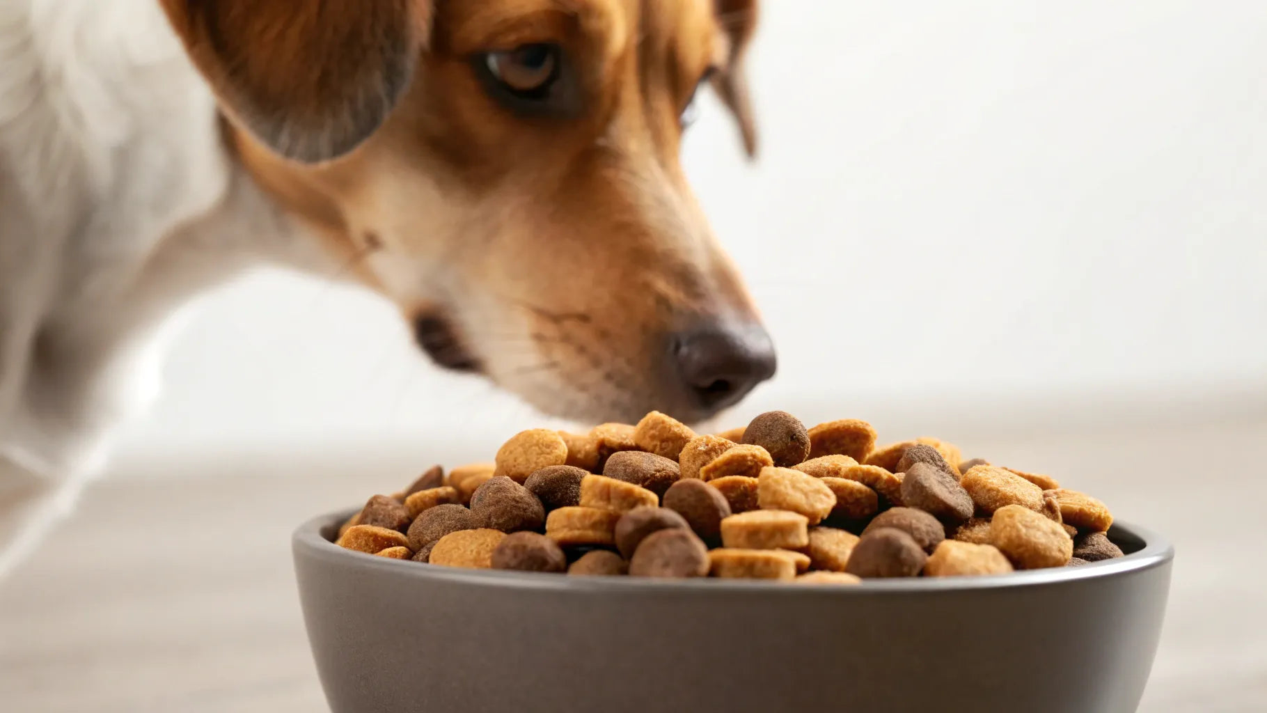 What's the Best Dry Dog Food to Feed Your Dog? A Comprehensive Guide ...