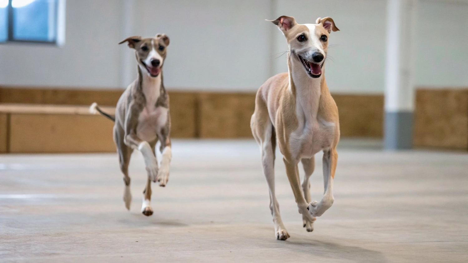 When Do Dogs Need Teeth Cleaned? Understanding Your Dog's Dental Health ...