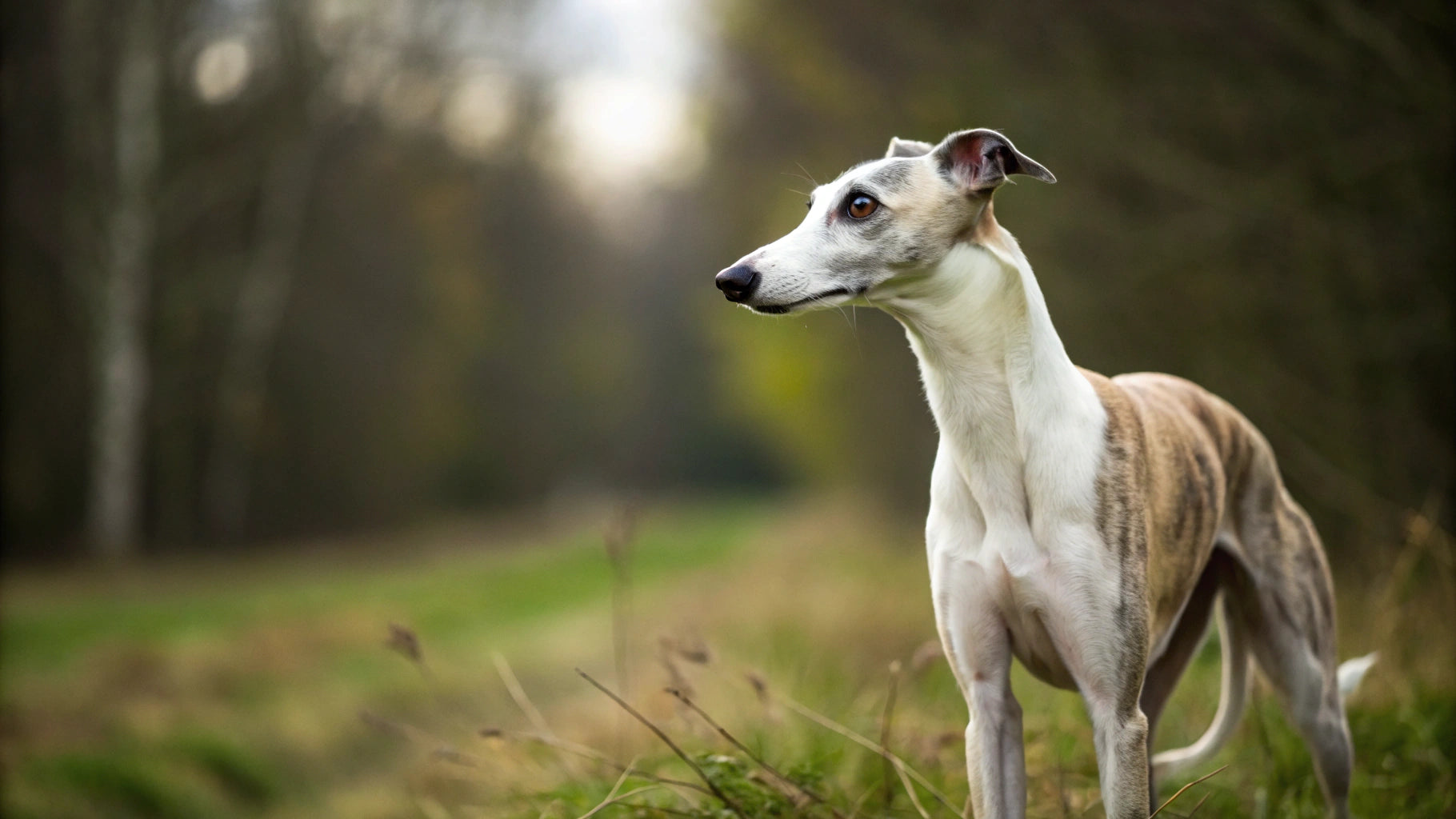 Whippet Personality Traits: Understanding Your Elegant Companion | Houndsy