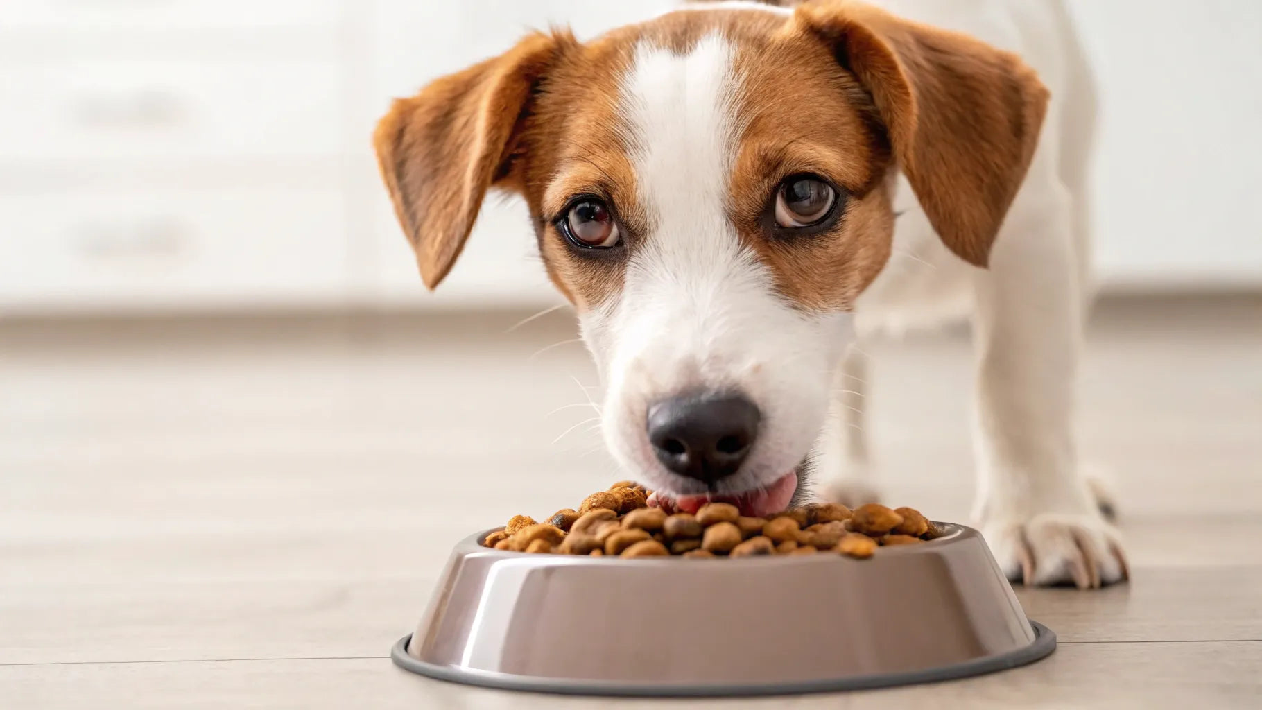 Why Does My Dog Eat Cat Food? Understanding the Cross-Feeding Behavior ...