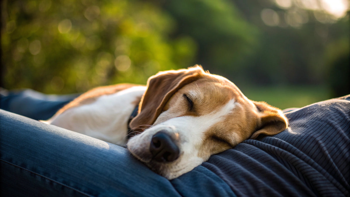 Why Does My Dog Like to Sleep on Me? Understanding the Canine Cuddling ...